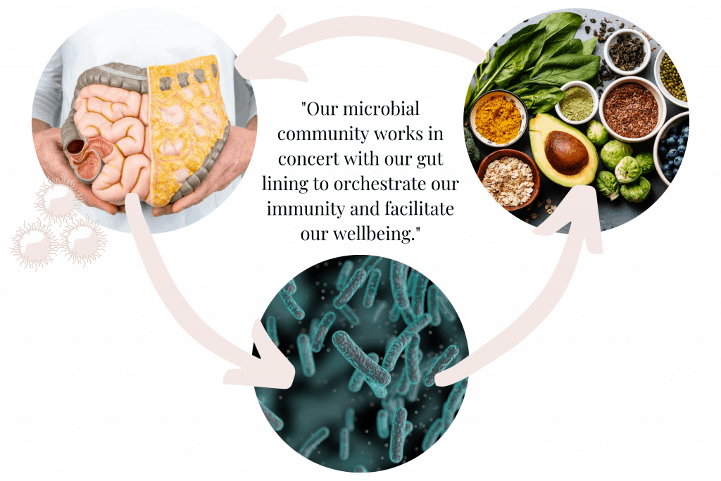 The Gut-Immune System Connection | Prana Thrive