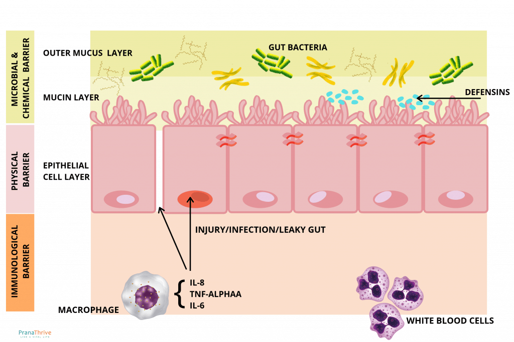 The Gut-Immune System Connection | Prana Thrive