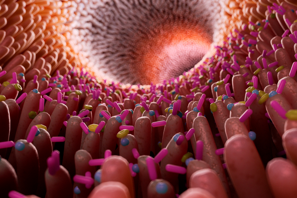 Gut Bacteria And Weight: Everything You Need To Know | Prana Thrive