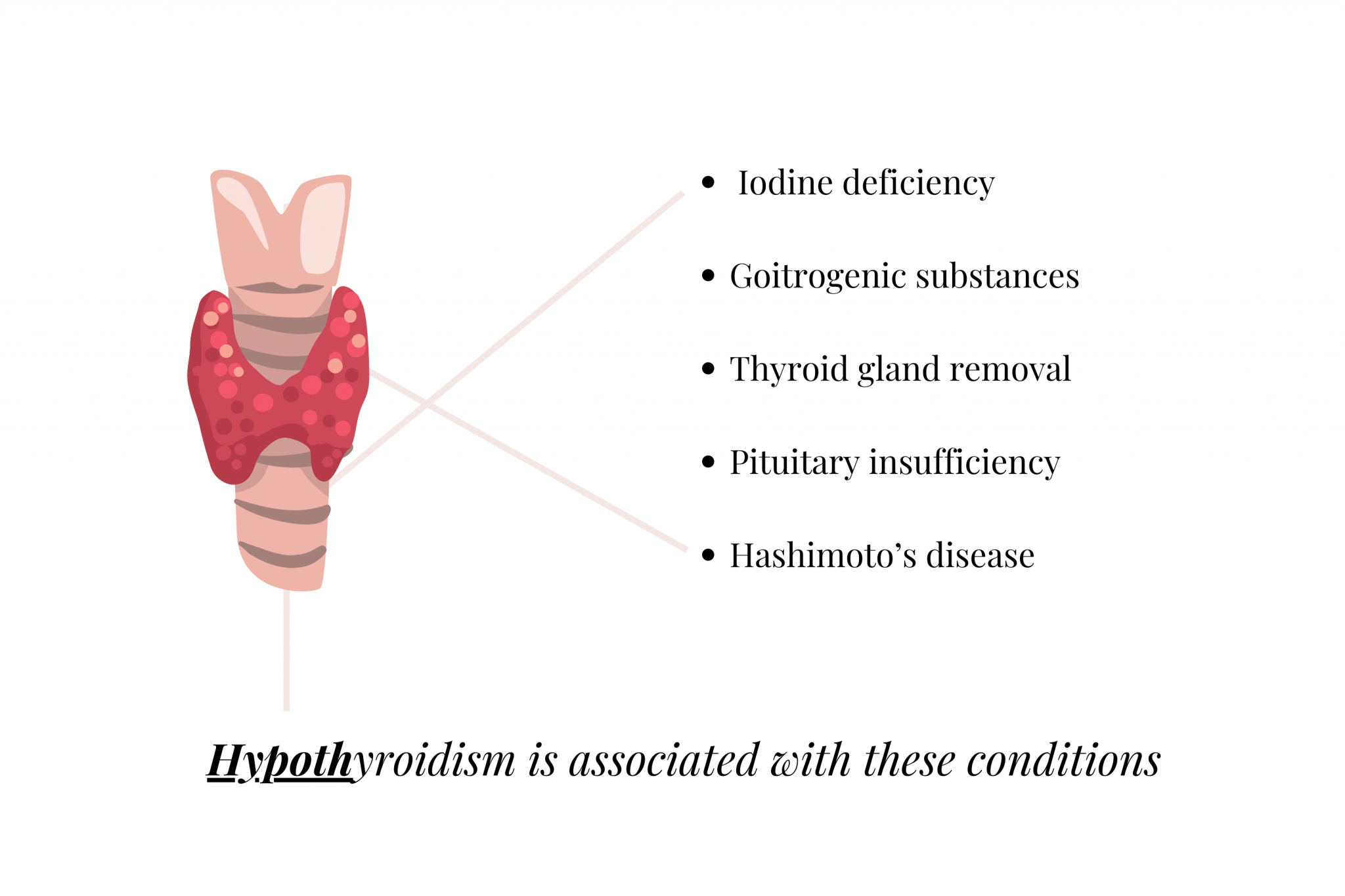 Gut-Thyroid Connection: How Your Gut Bacteria Influence Thyroid Health ...