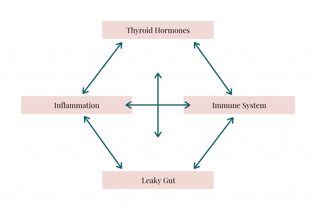 Gut-Thyroid Connection: How Your Gut Bacteria Influence Thyroid Health ...