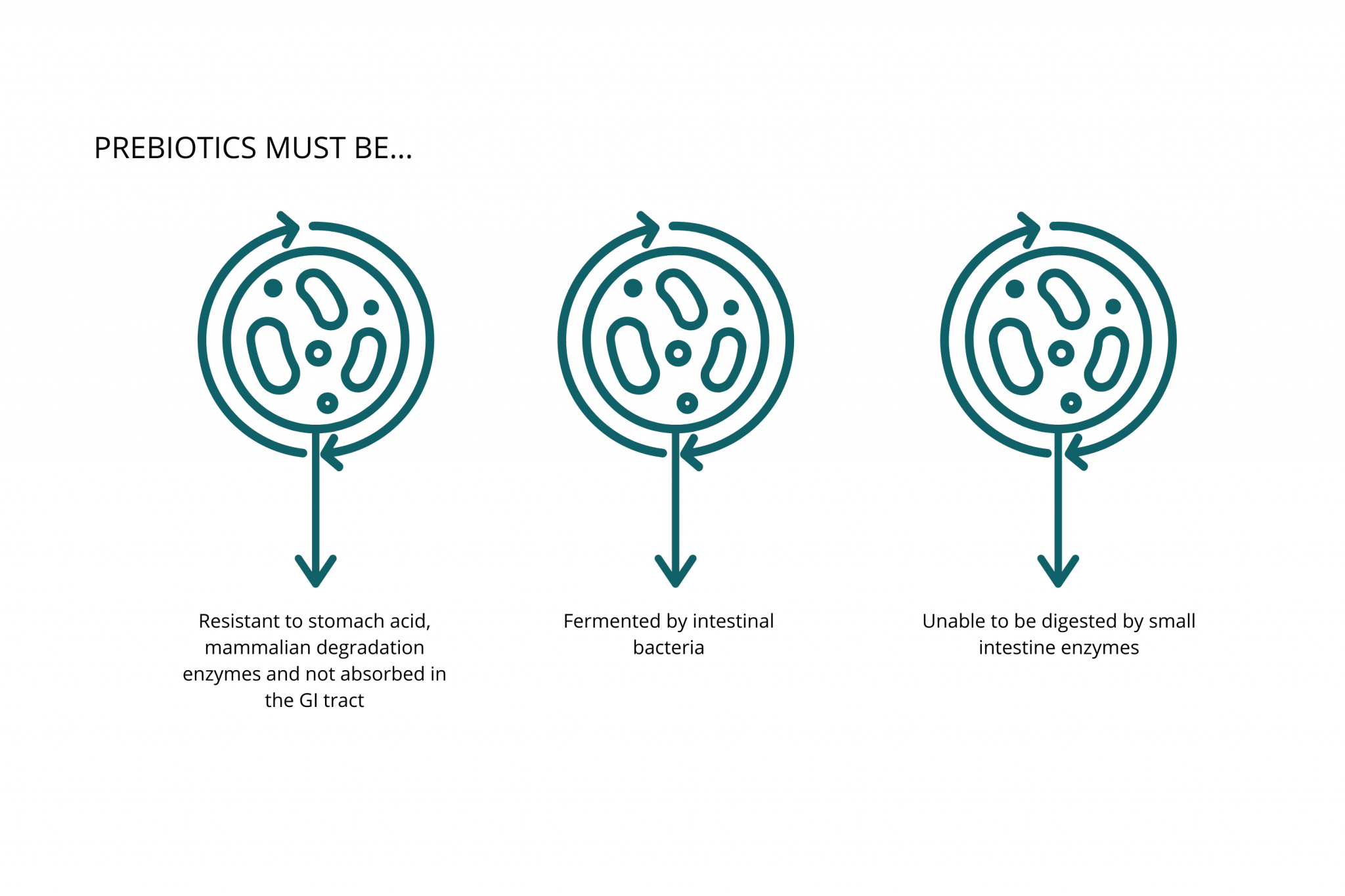 The Ultimate Prebiotic A-Z Guide (plus 31 Of The Most Common Prebiotics ...