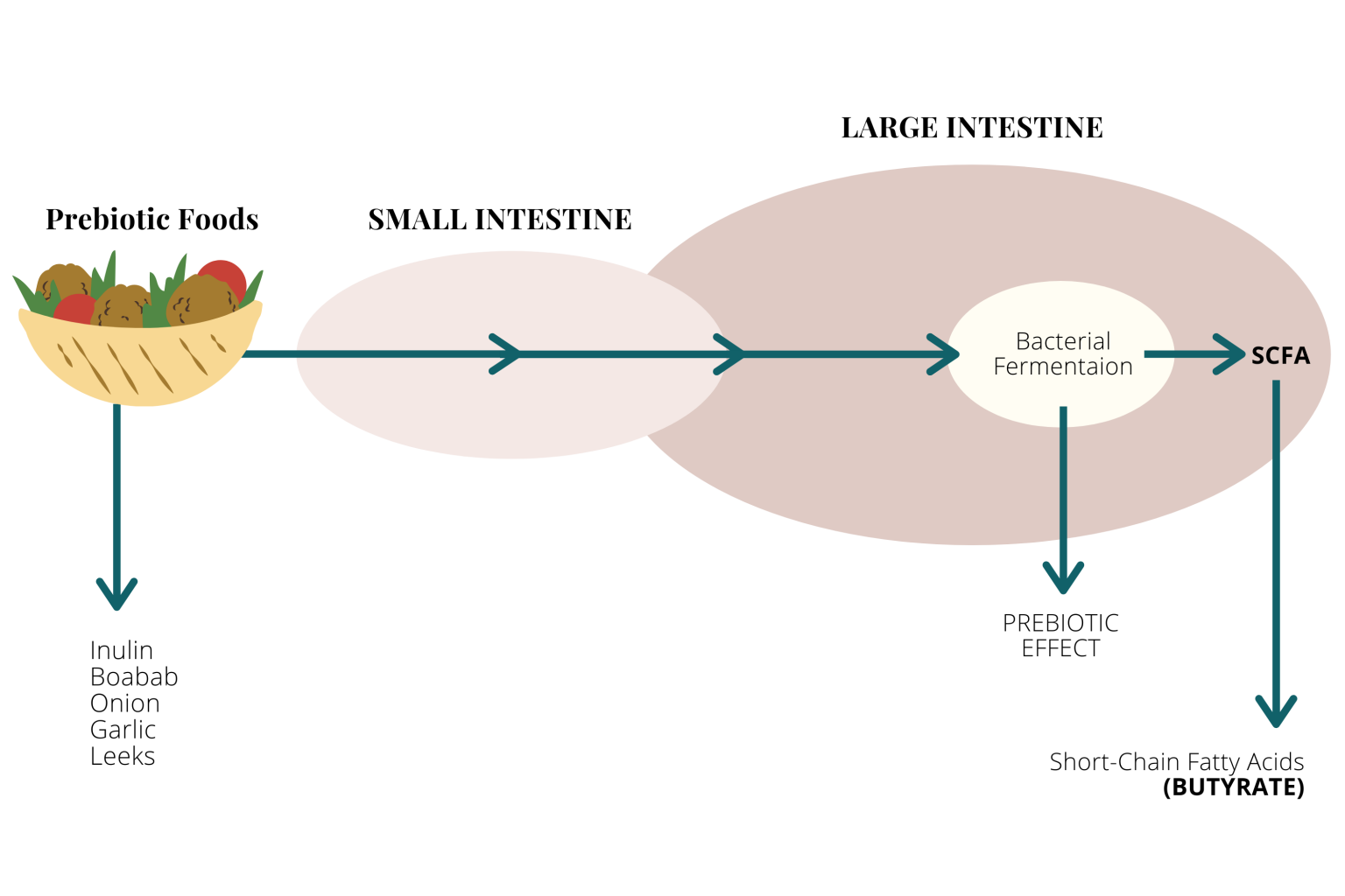 The Ultimate Prebiotic A-Z Guide (plus 31 Of The Most Common Prebiotics ...